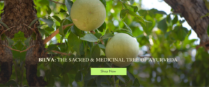 Bilva in Ayurveda: Uses, Wellness & Healing Powers